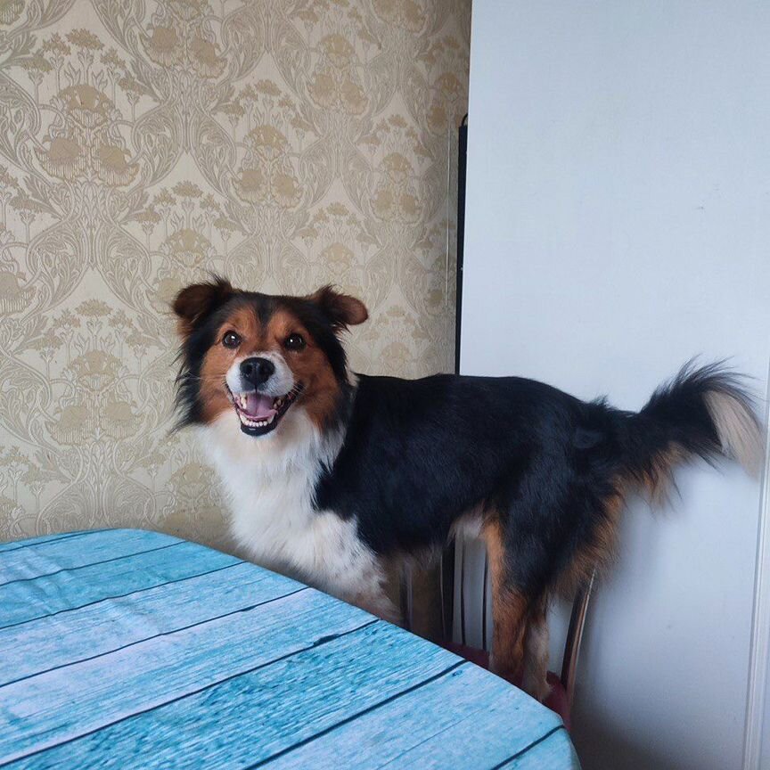 Взрослая собака в добрые руки