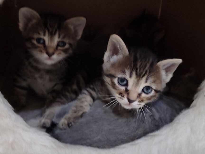 Кошечки родились 26.03.24г. Котятки от ловчей мамы