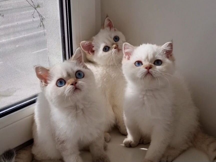 Мальчики золотые шиншиллы колорпойнт