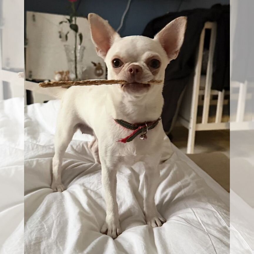 Чихуахуа, взрослая собака