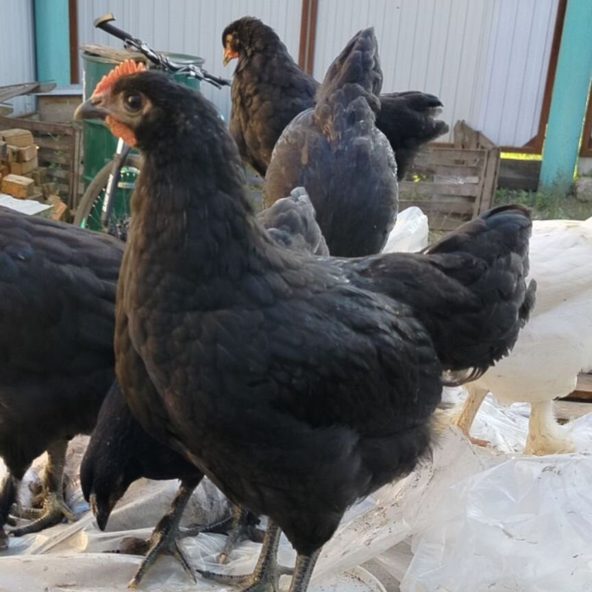 Молодые петушки