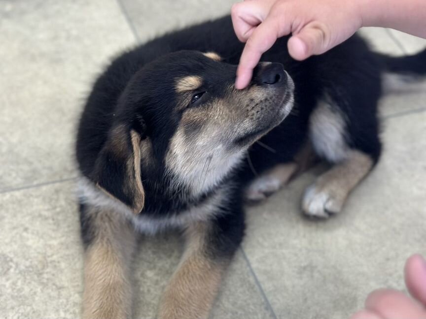 Щенок девочка в добрые руки