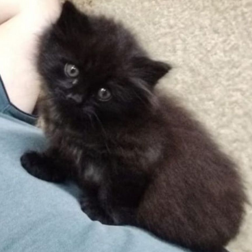 Котик