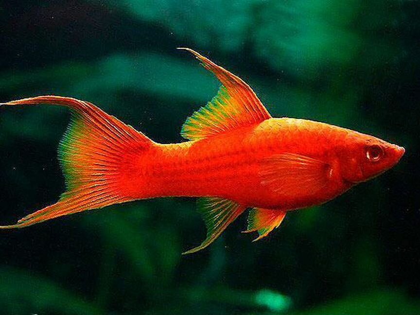 Вильчатые самцы меченосца