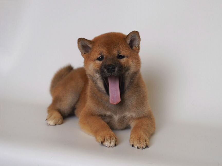 Девочка сиба шиба ину