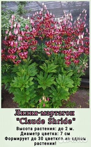 Лилии мартагоны и тигровые купить в Санкт-Петербурге | Товары для дома ...