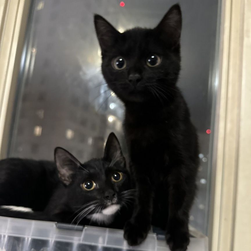 Котята в добрые руки приучены к лотку