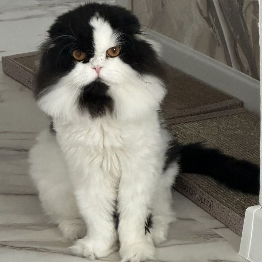 Шотладский котик 3 года