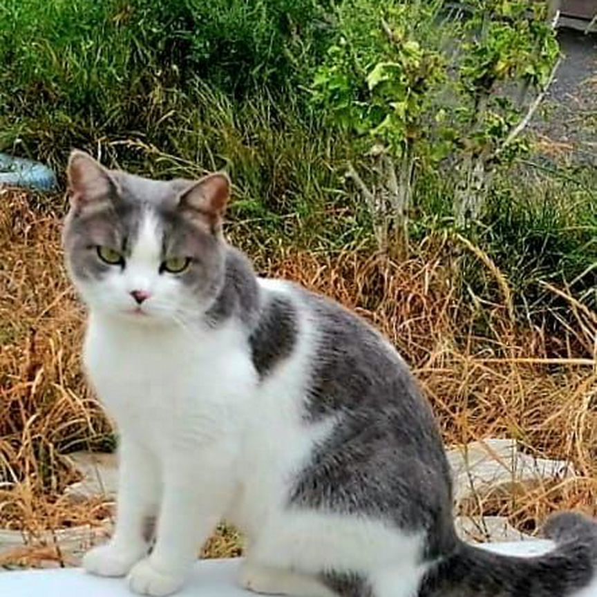 Кошечка Ляля в дар