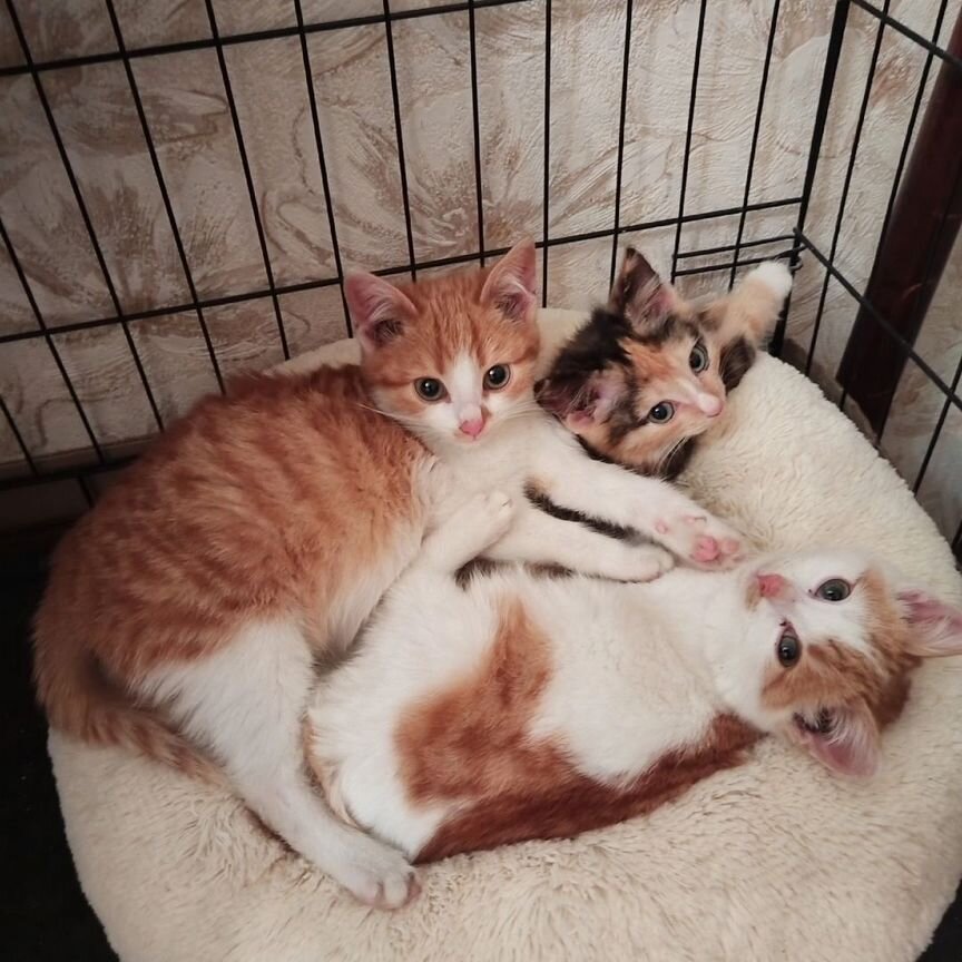 Котята в добрые руки