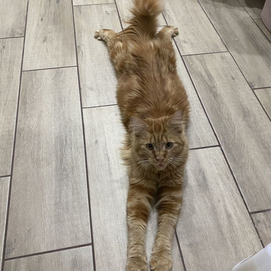 Отдам кошку мейн-кун