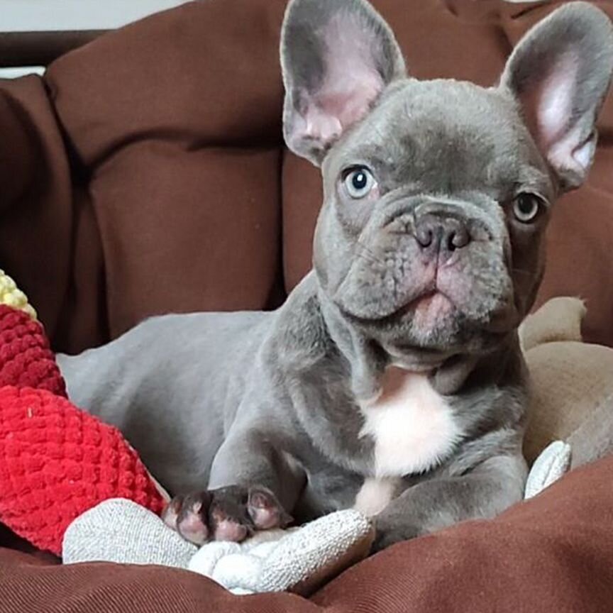 Французский бульдог, щенок