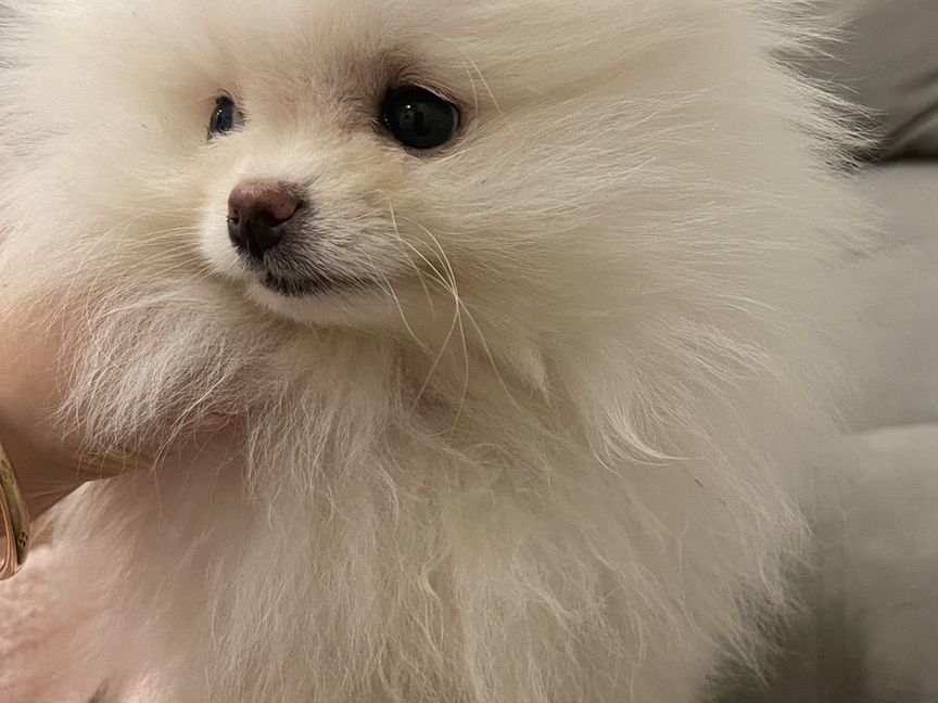 Померанский шпиц тип мишка мини белый