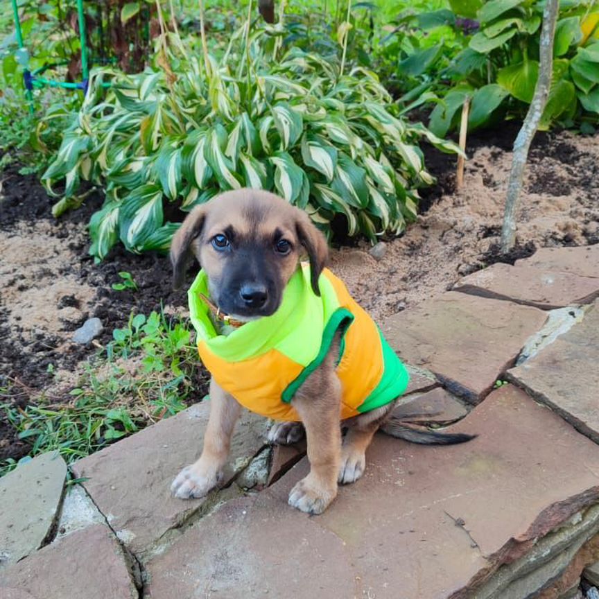 Щенок мальчик в добрые руки