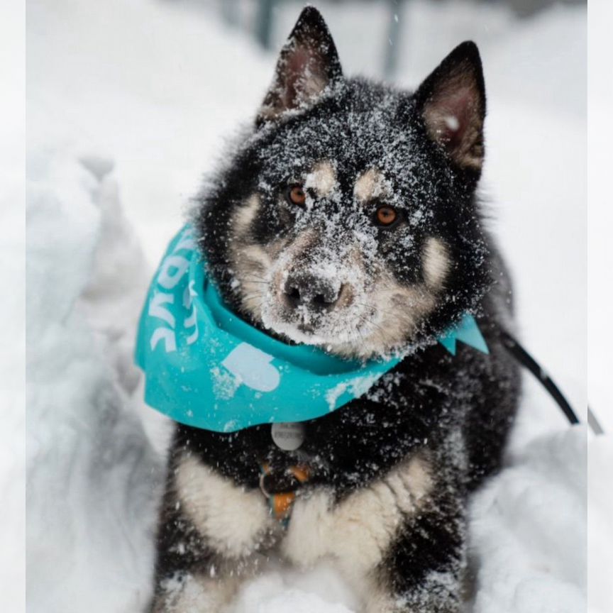 Взрослый пёс в добрые руки