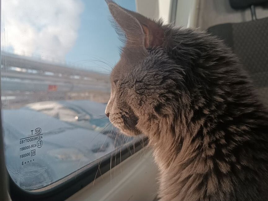 Мейн-кун вязка