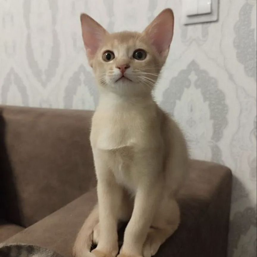 Абиссинский котейка