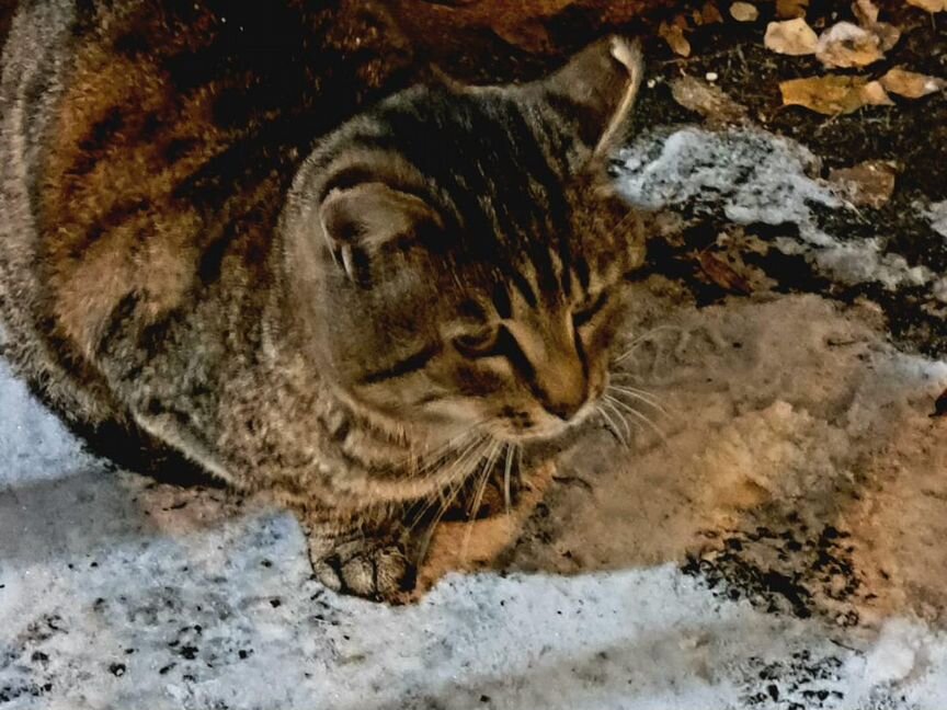 Пристройство кота