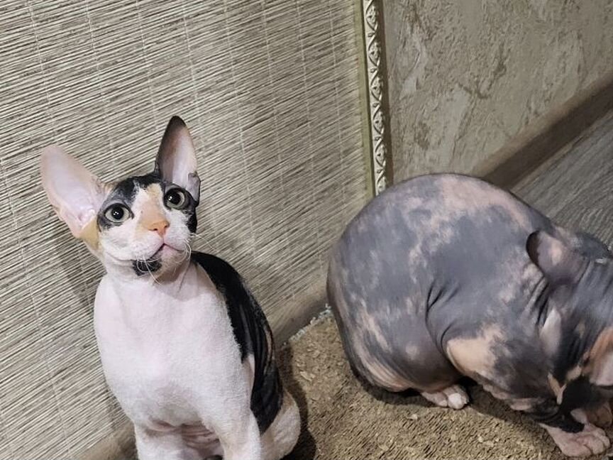 Донской сфинкс котята