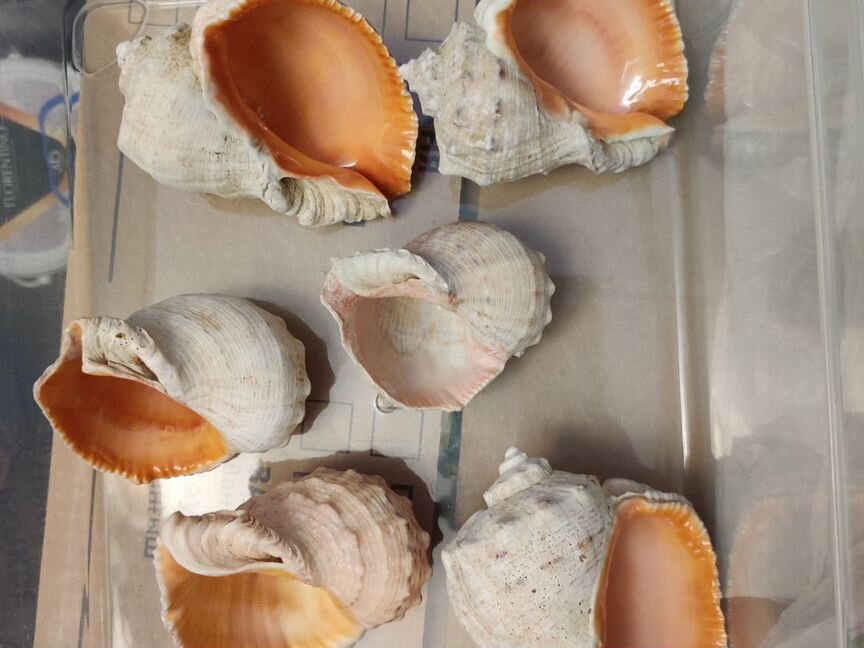 Морские раковины