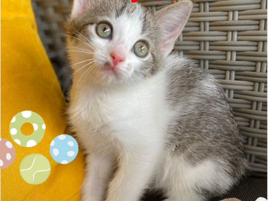 Котенок мурочка