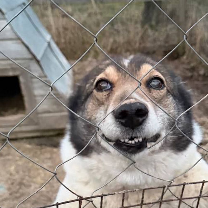 Лайка, взрослая собака