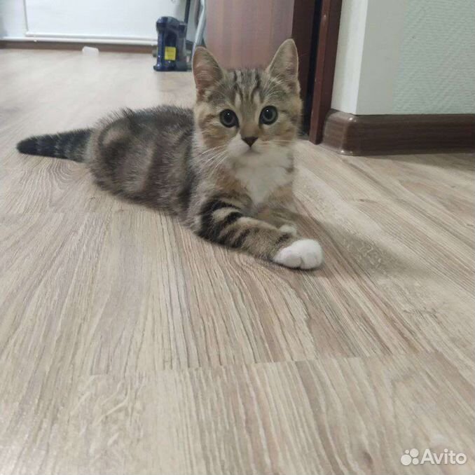 Шотландский мраморный котенок