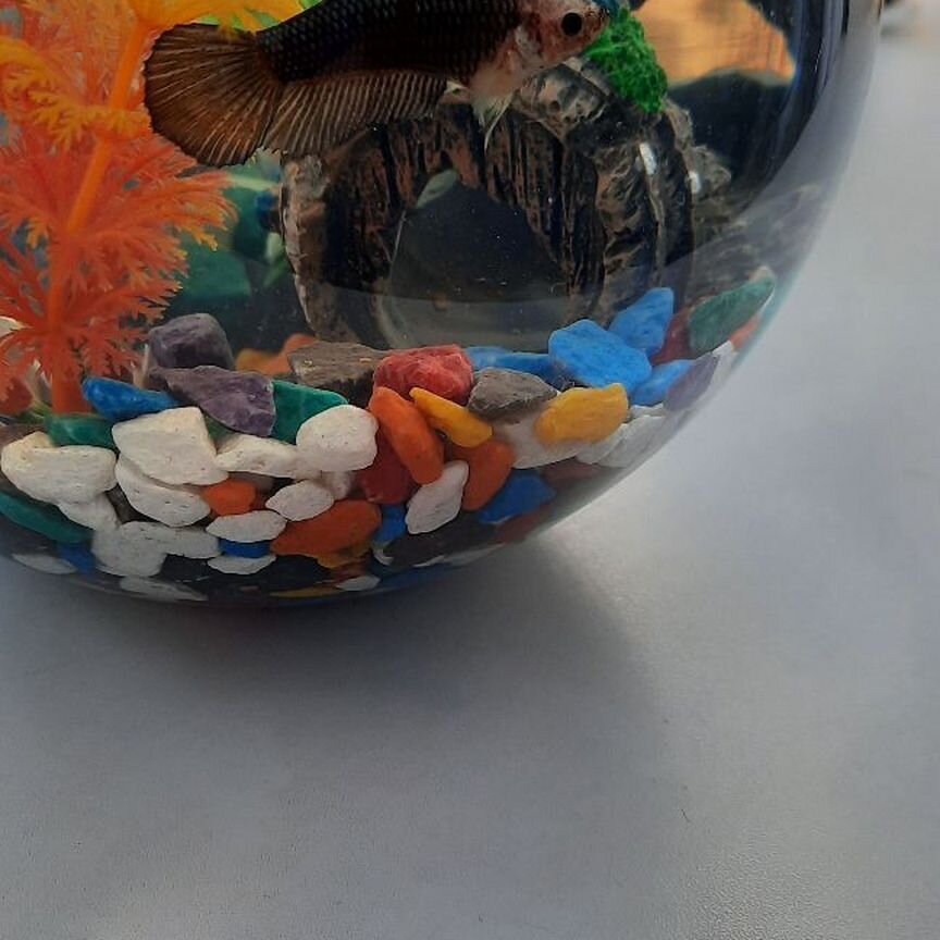 Аквариум с рыбкой Петушок