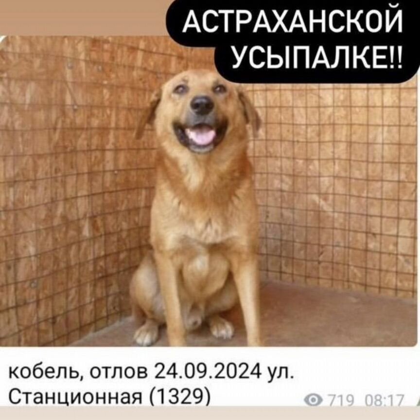 Спасите собаку с усыпалки