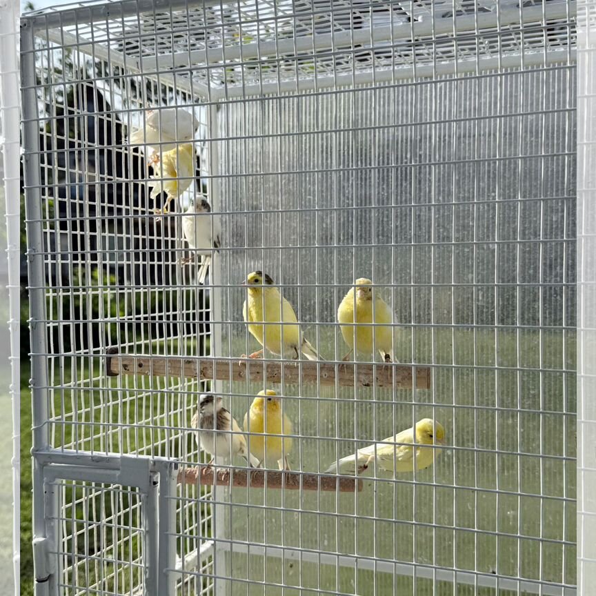 Канарейки