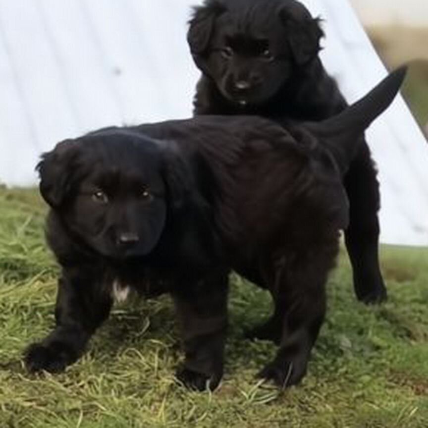 Взрослая собака в добрые руки