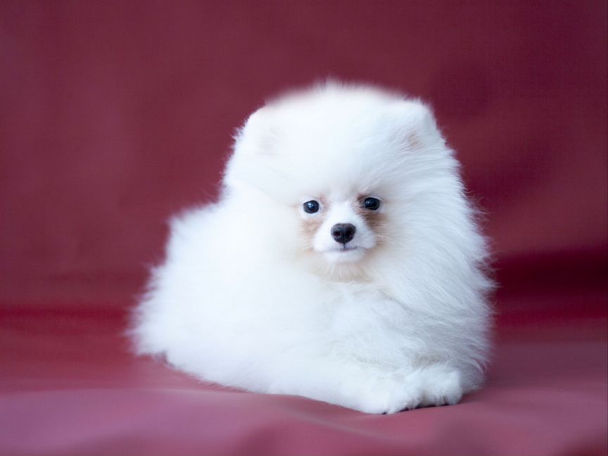 Девочка малого немецкого шпица