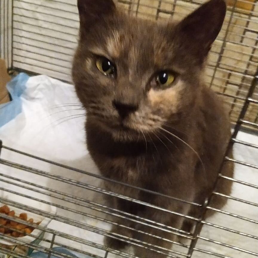 Кошка в дар