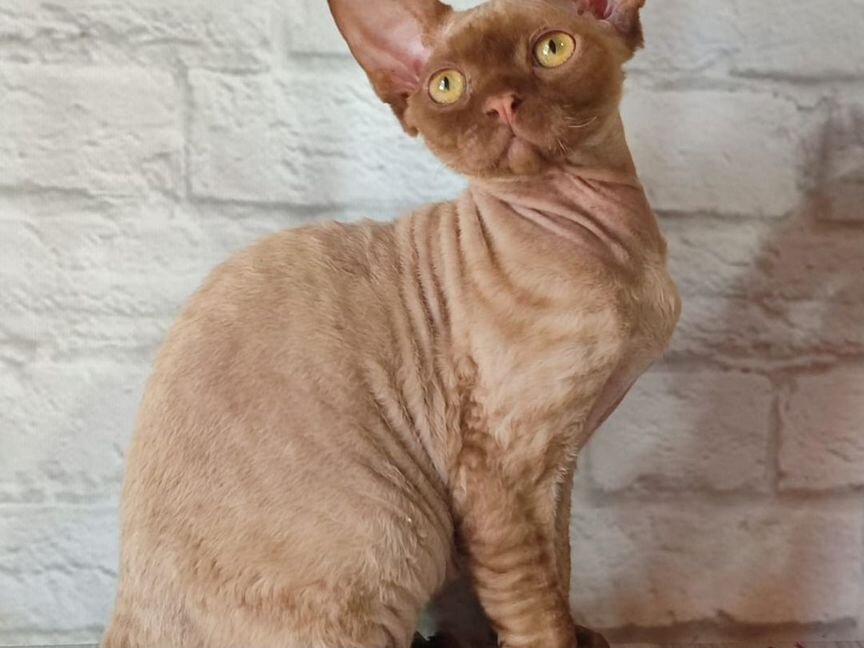 Котята девон-рекс