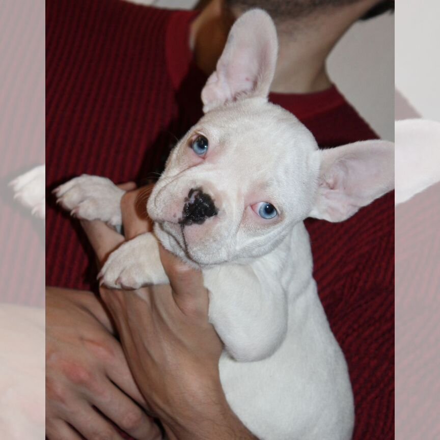 Французский бульдог, щенок