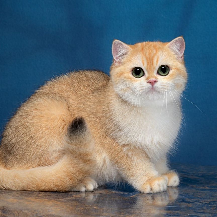 Британские котята золотая шиншилла