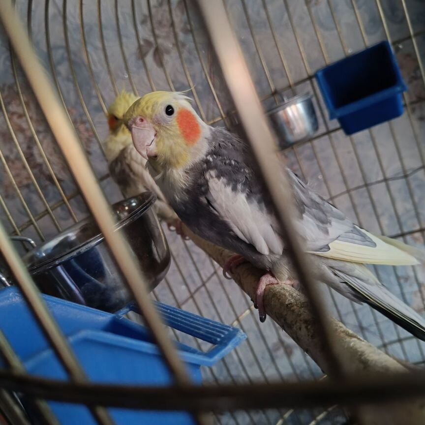 Попугай корелла с клеткой