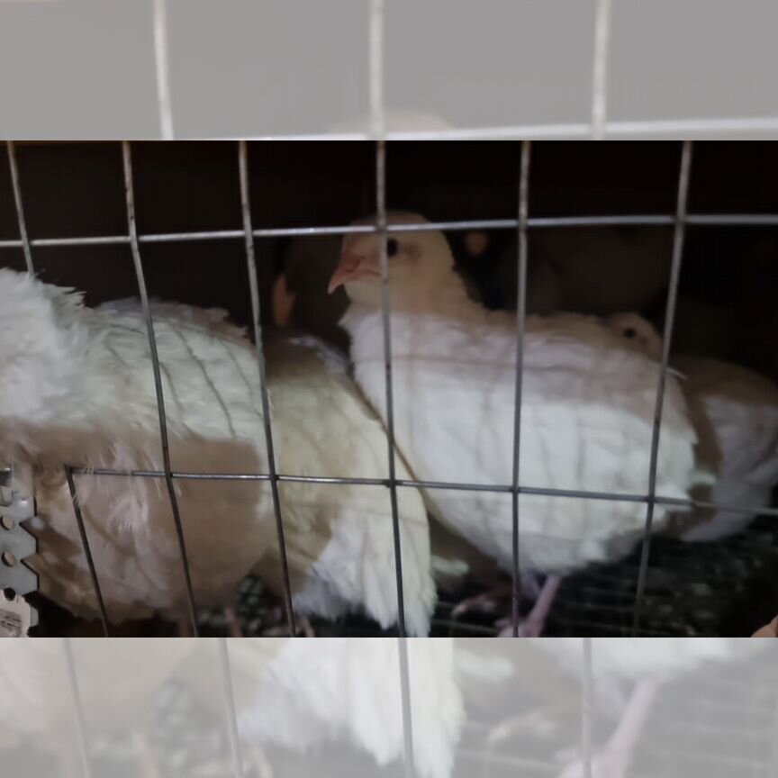 Продажа перепела несушки