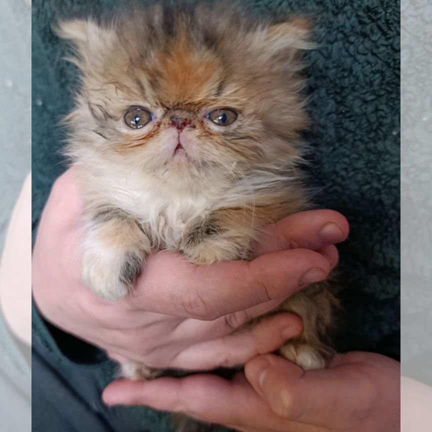 Персидский котёнок