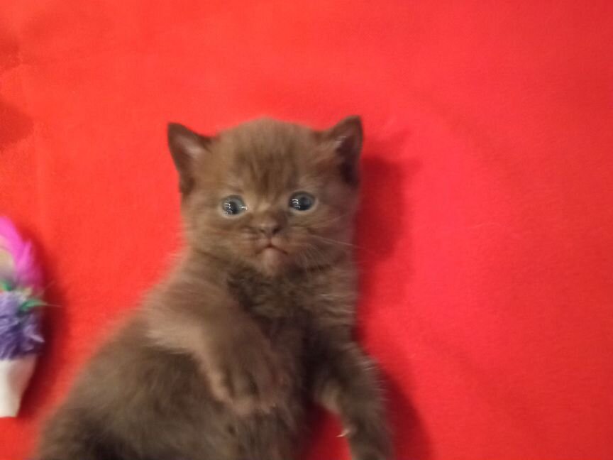 Шотландская малышка