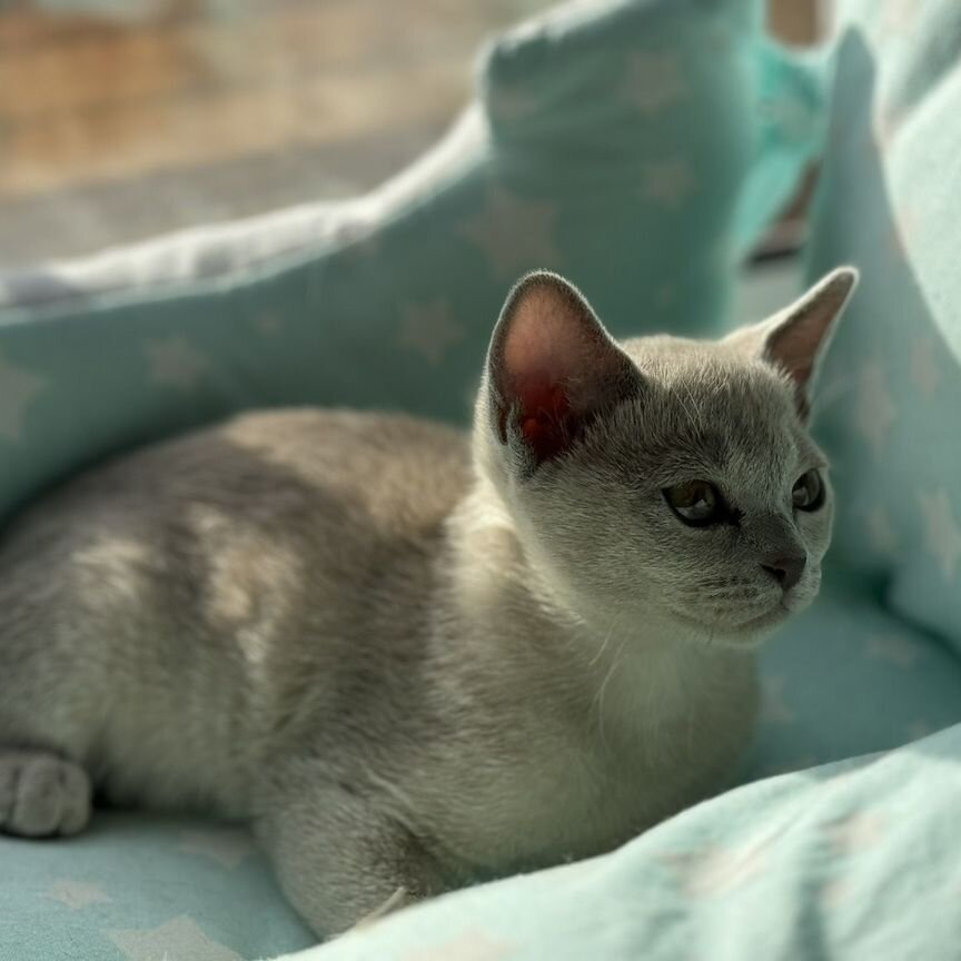 Бурманские котята