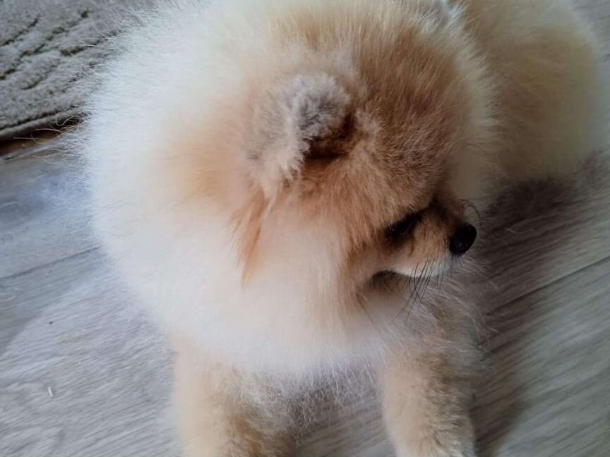 Не продажа, вязка