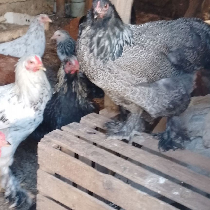 Куры и петухи брама