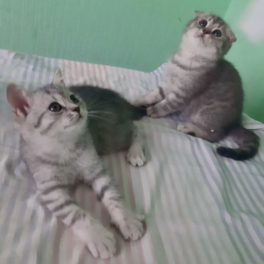 Шотландские котята