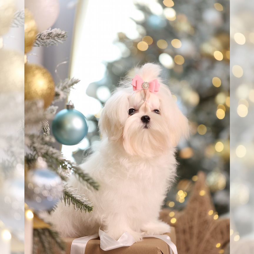 Мальтийская болонка, щенок