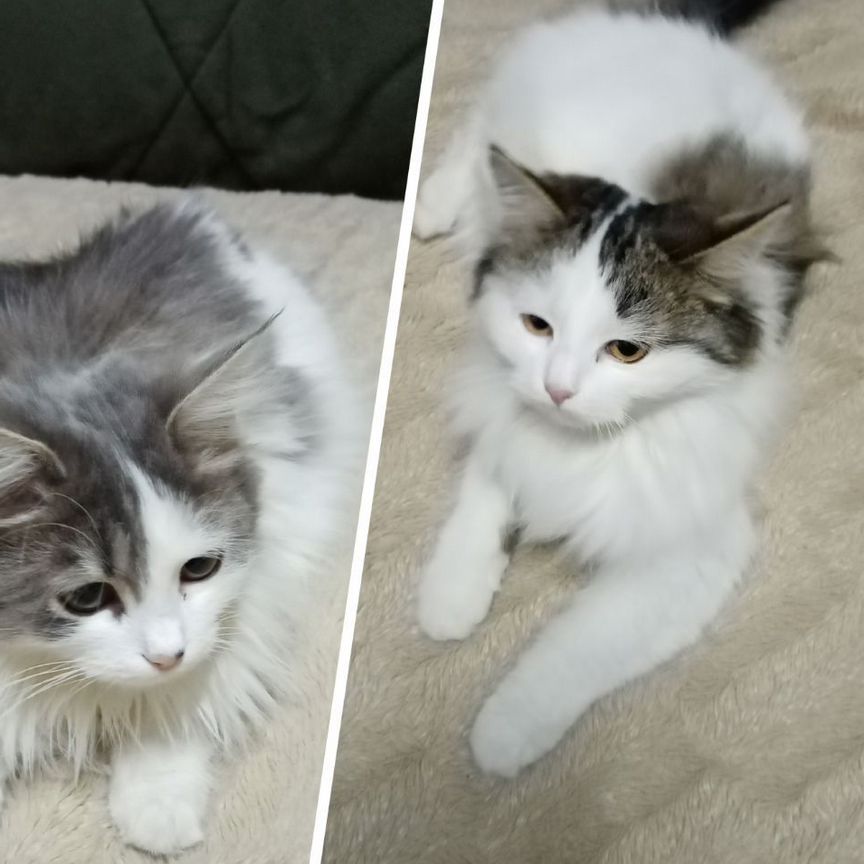 Котята ищут дом
