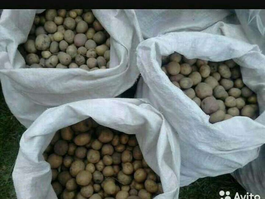 Картошка на корм скоту