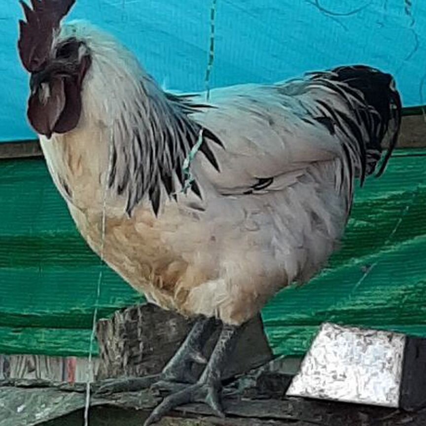 Петух