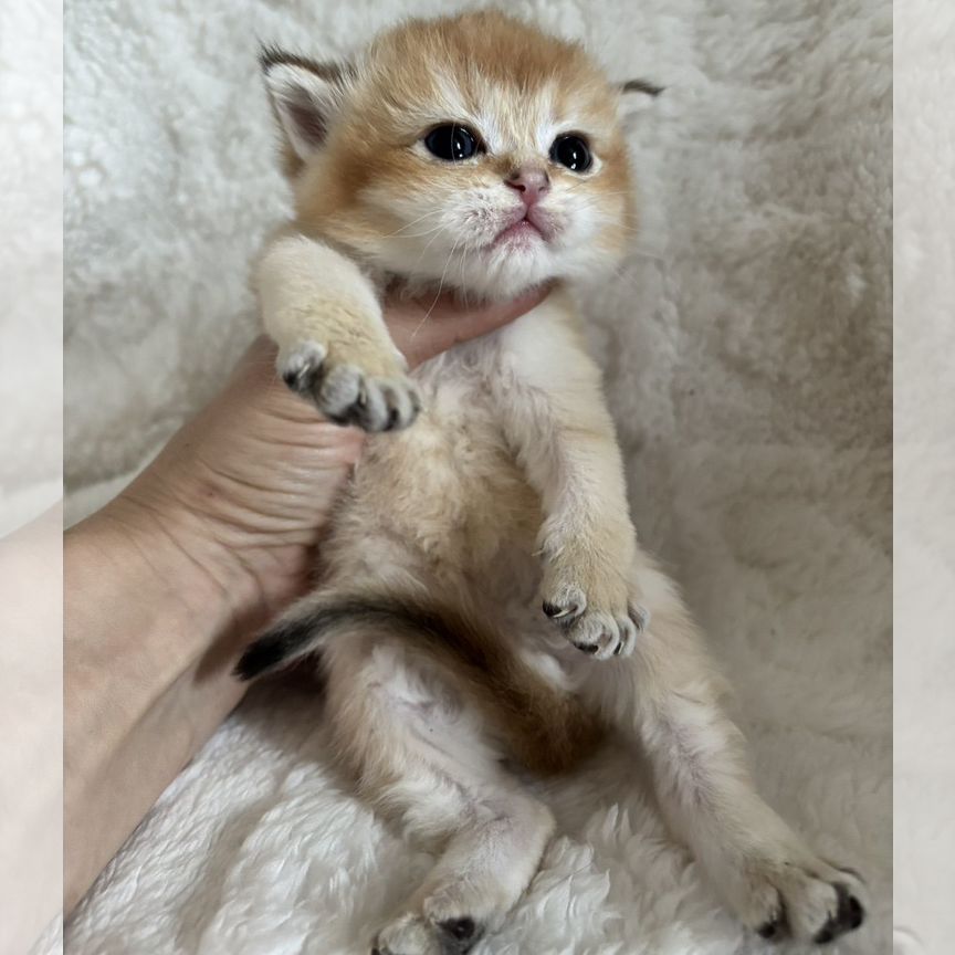 Британские котятки