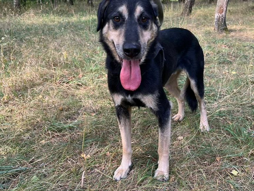 Восточноевропейская овчарка метис